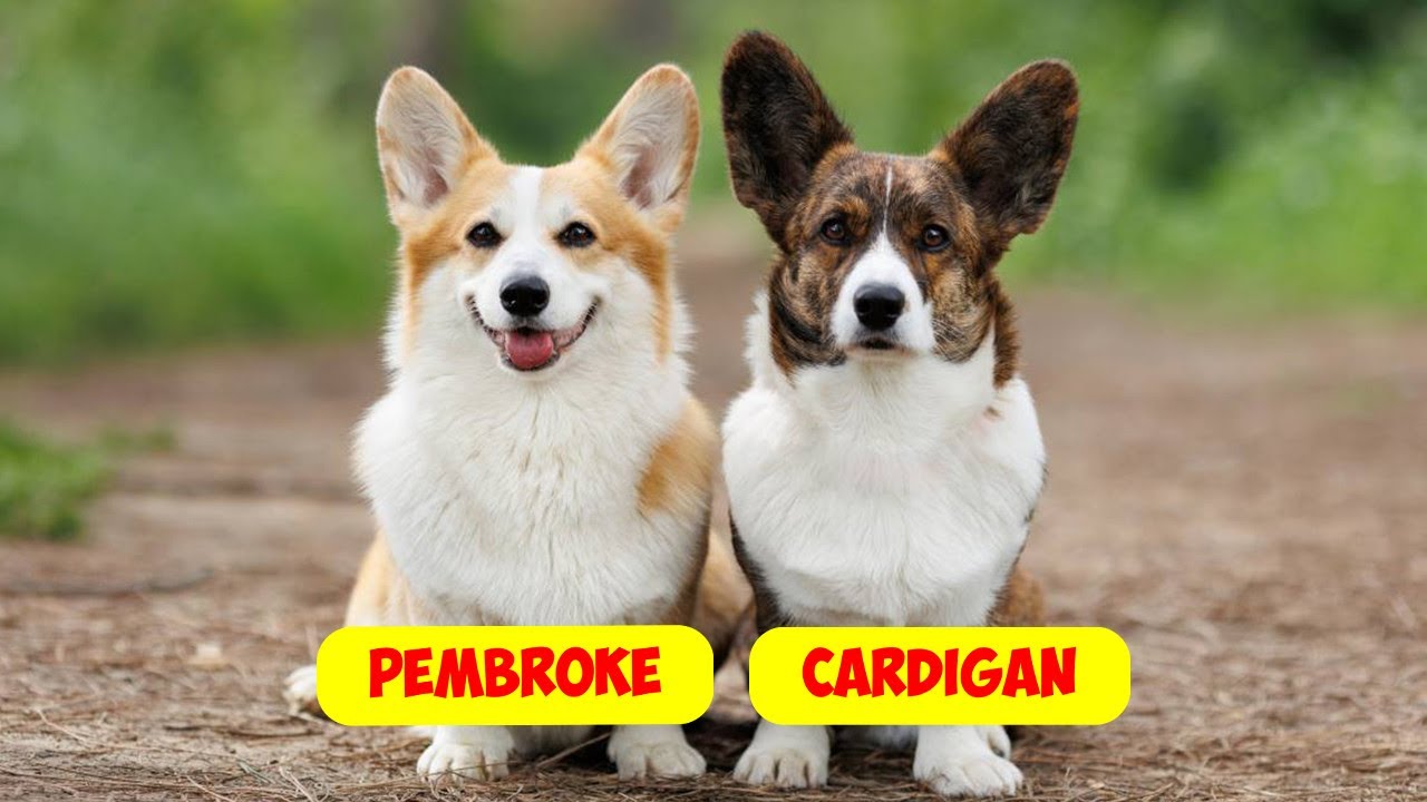 CORGI TYPES - TYPES OF CORGIS