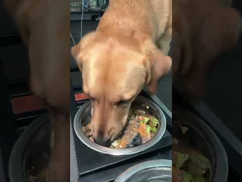 Why you should add greens to your dogs diet