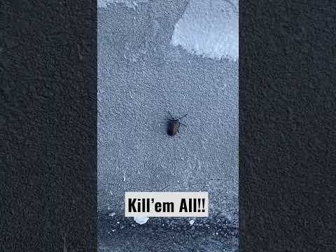 Spotted Lantern Flies Are Bad