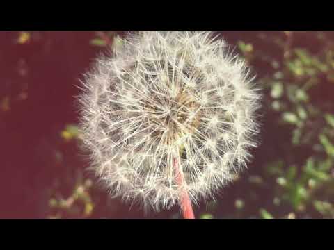 Dandelion.