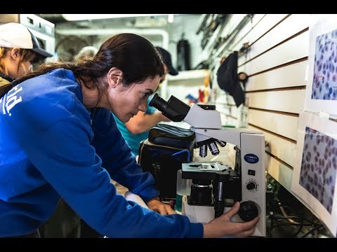 Scientists Analyze Tiger Shark Stomach Contents