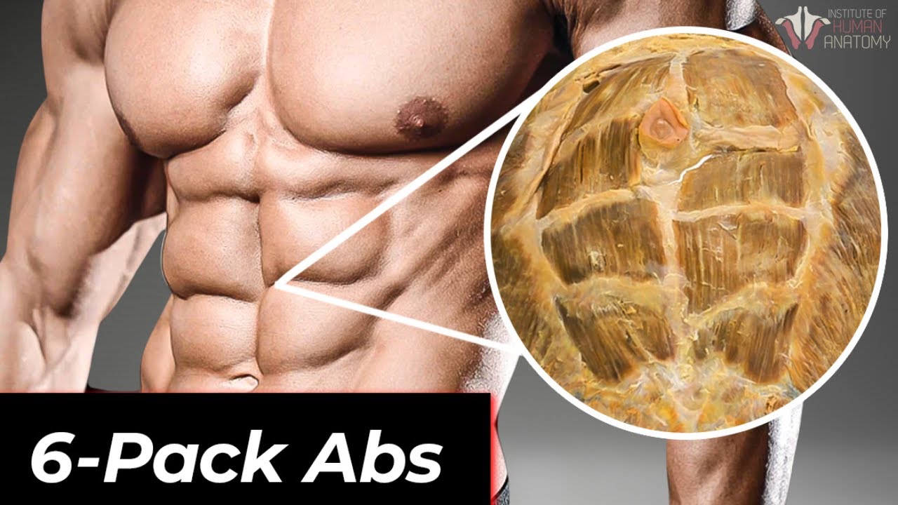 The Anatomy of 6-Pack Abs: How They Work & How To Train Them