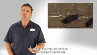 3 Best Pest Control in London, ON - Expert Recommendations