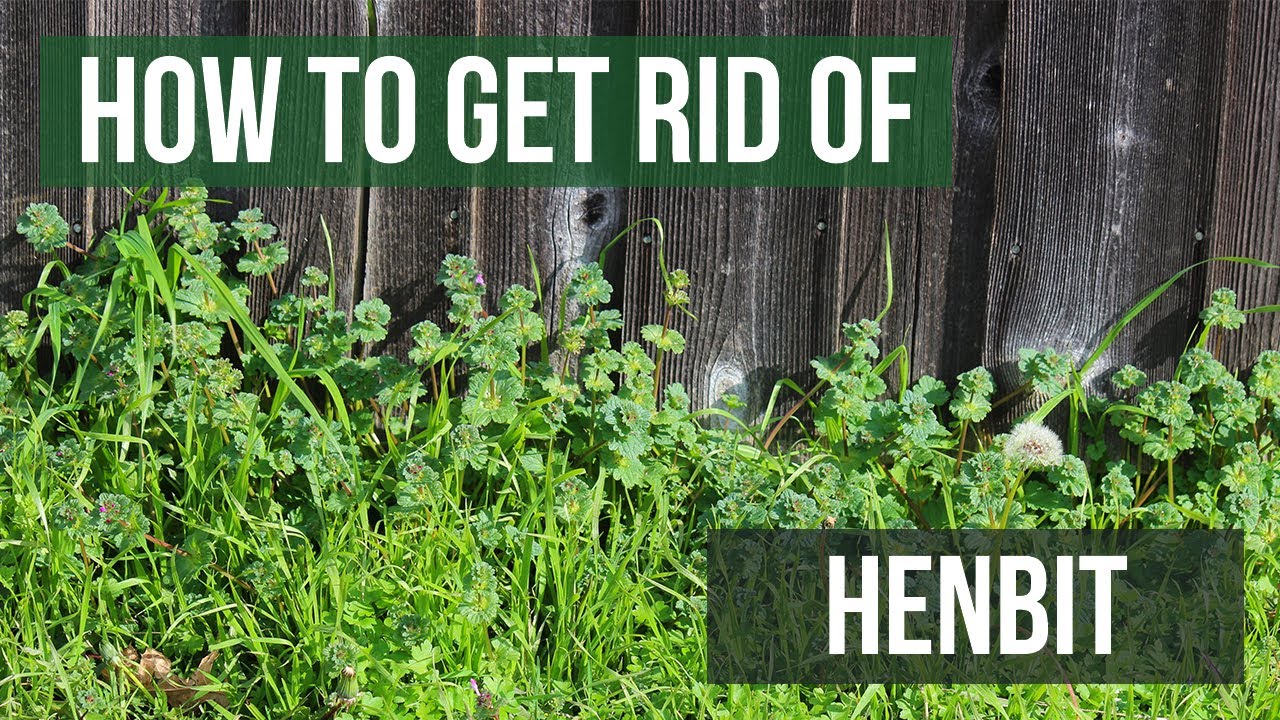 Henbit Weed Control: How To Get Rid of Henbit