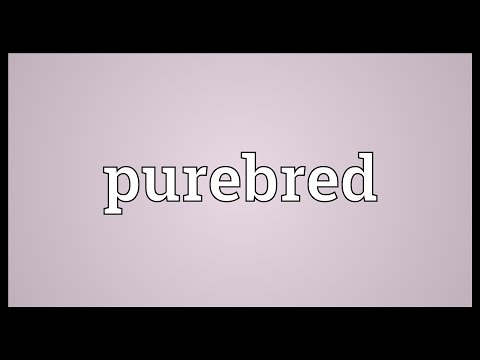 Purebred Meaning