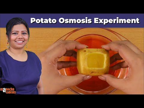 Osmosis Experiment