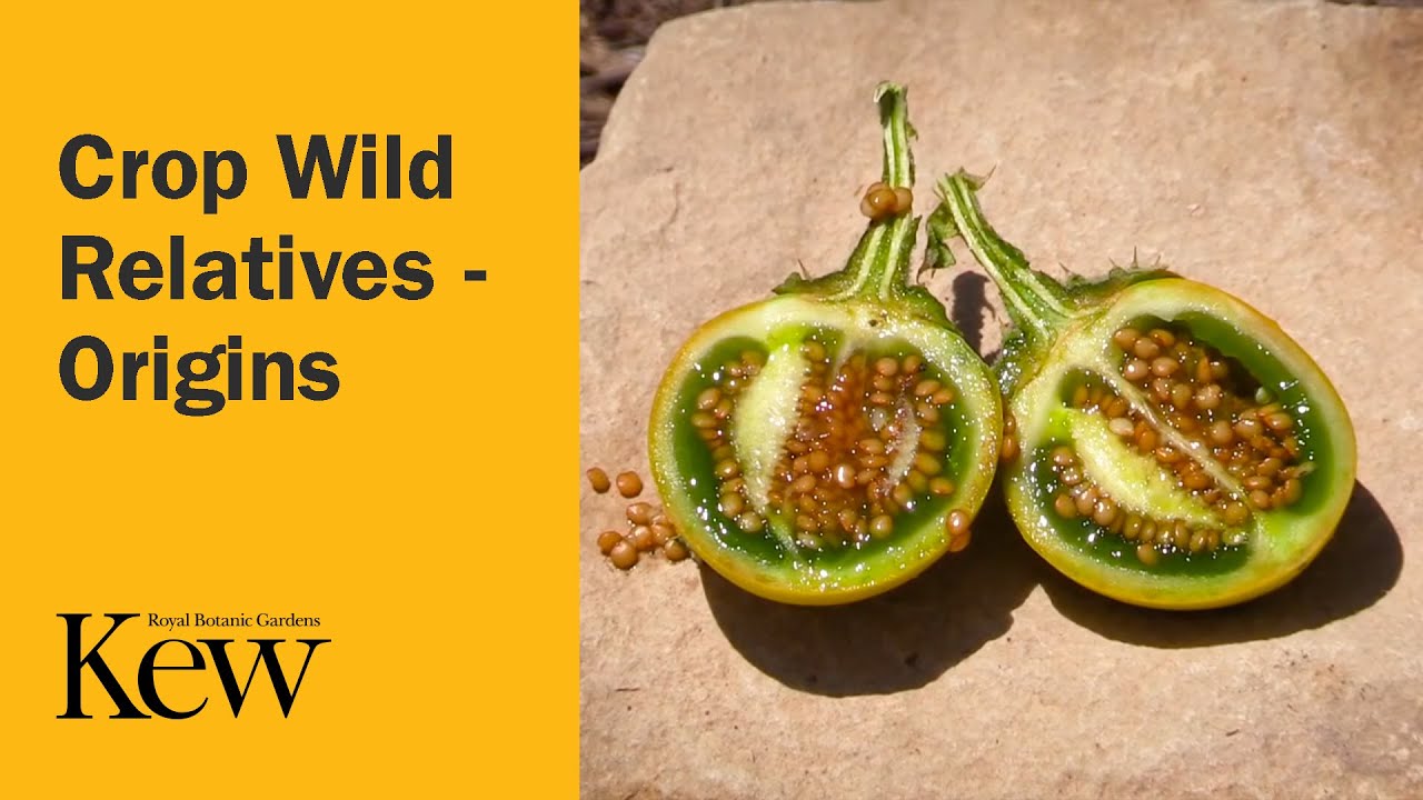 Crop Wild Relatives - Origins