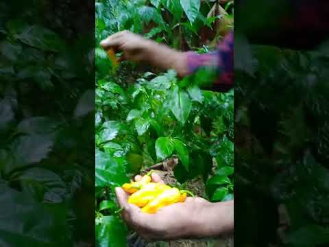 yellow chilli/Agri tech
