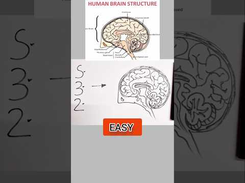 Human brain diagram drawing class 10 Science #cbseclass10 #cbse