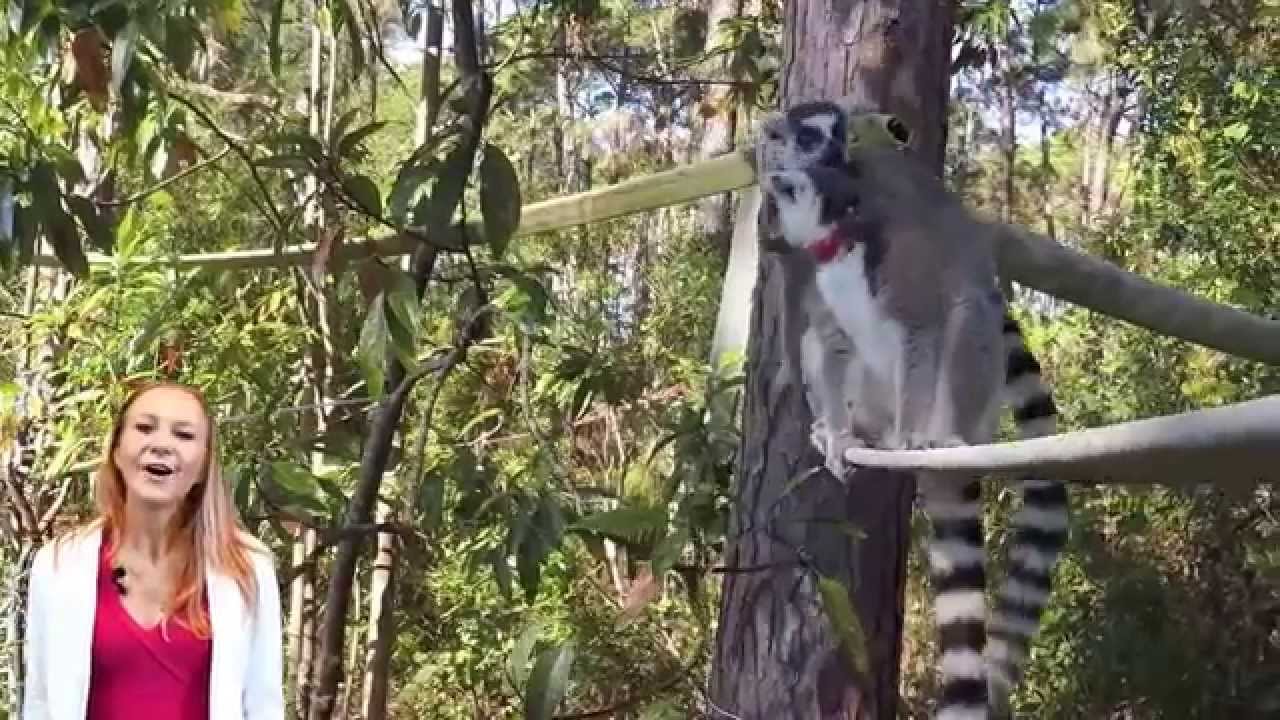 A Visit to the Lemur Conservation Foundation
