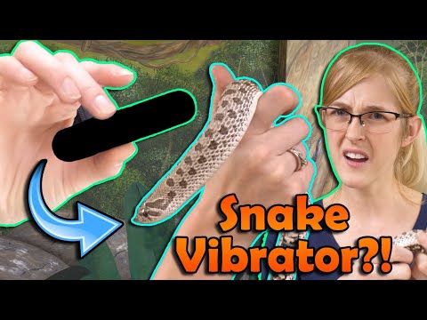 Trying Vibration Therapy on a Snake