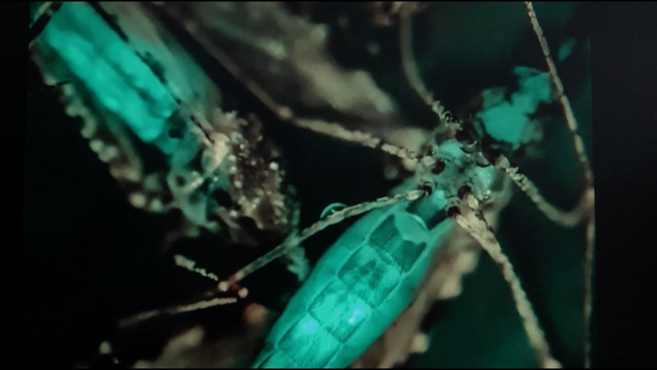 Research about infectious diseases will save millions of lives