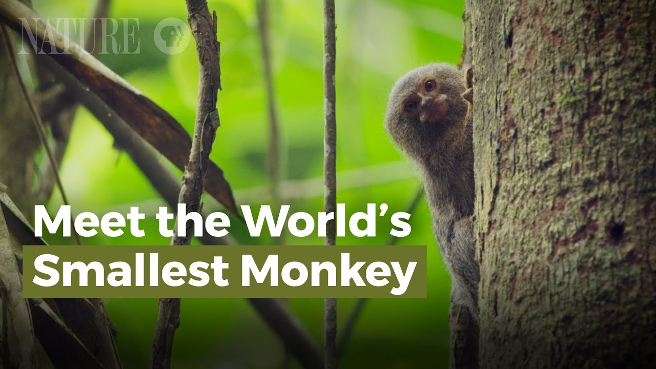 Meet the World's Smallest Monkey
