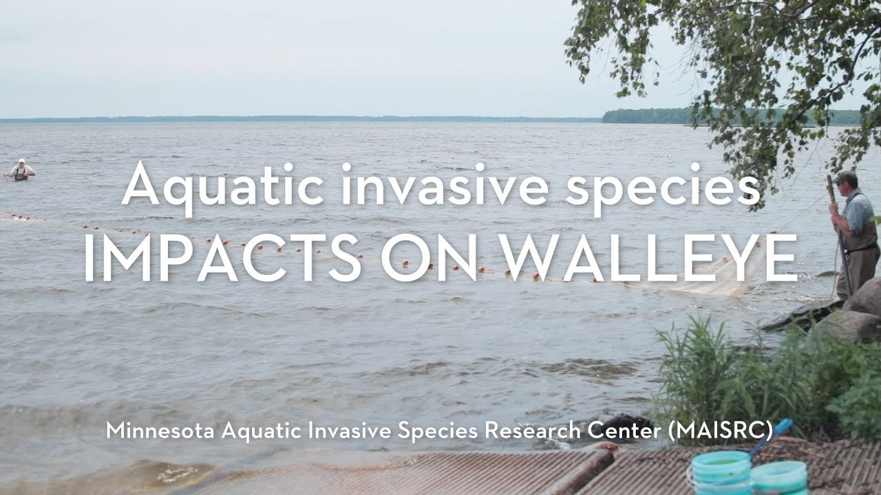 Impacts of AIS on walleye