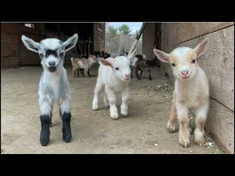 5 curious facts about Pygmy Goats!!!