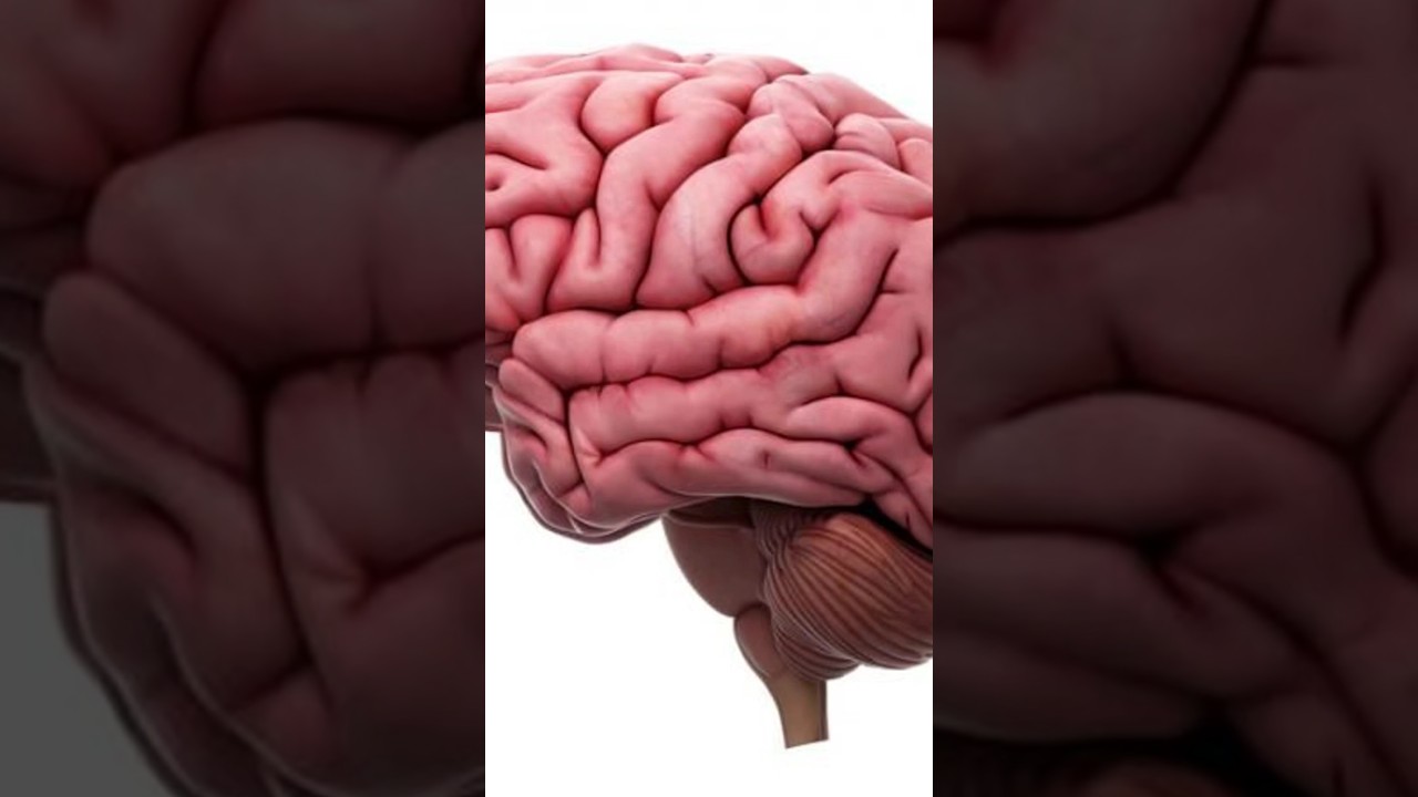Que Increible Es El Cerebro Humano #curiosidades #cerebro