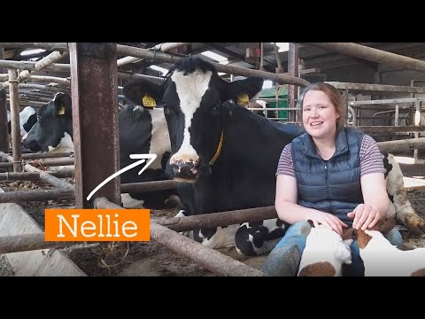 Wee Word  |  Chew The Cud