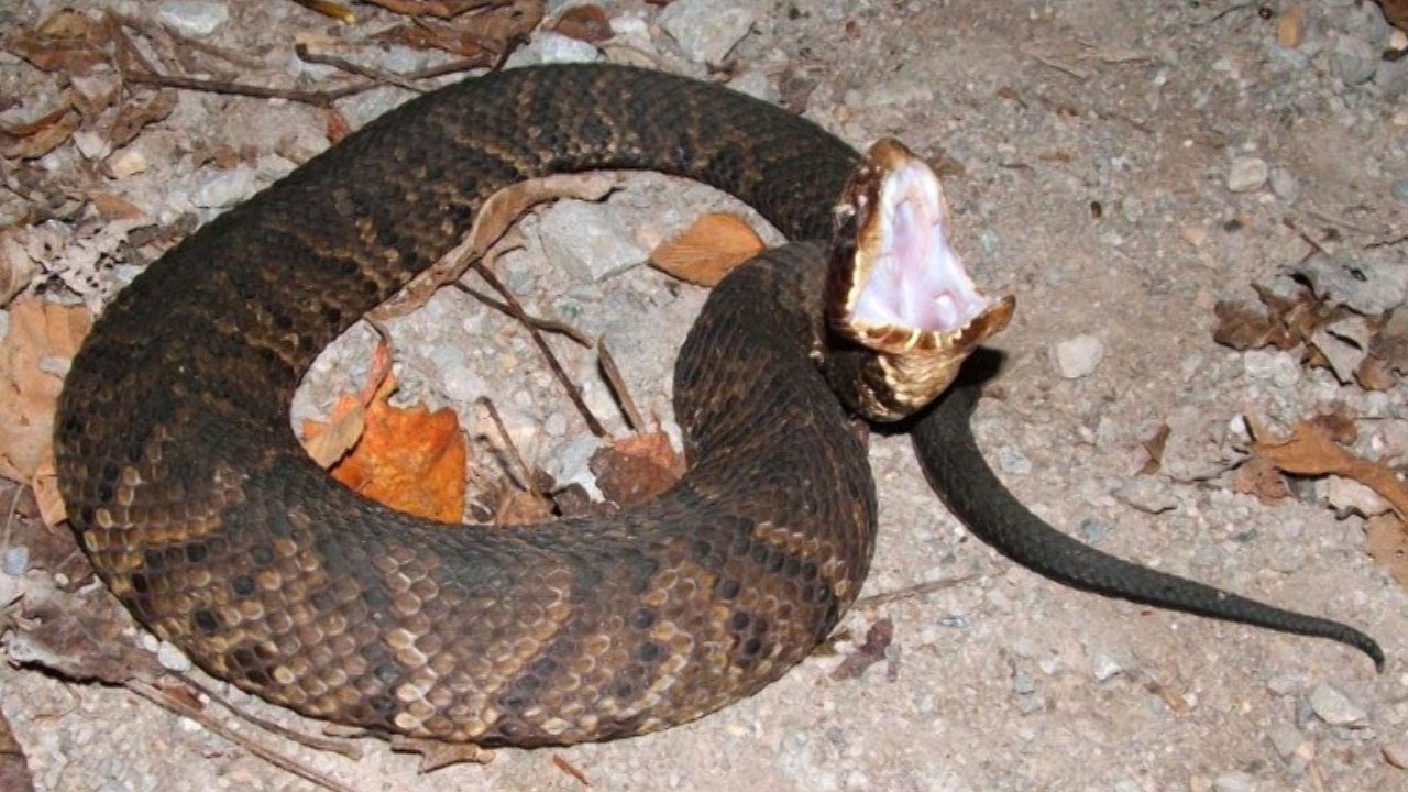 Snakes of Oklahoma