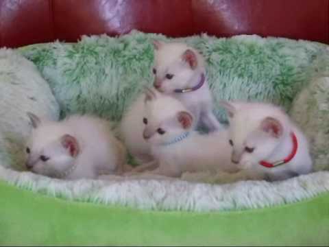 Thai Siamese kittens by cattery Qui Vivra Verra
