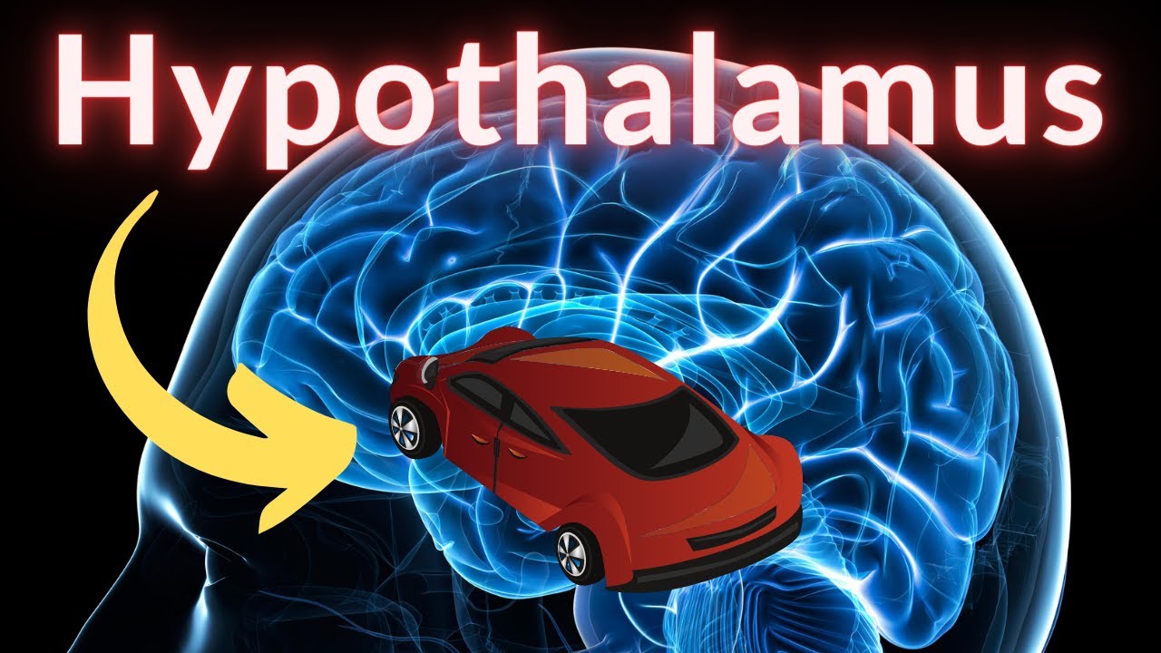 Hypothalamic Nuclei (Mnemonic)