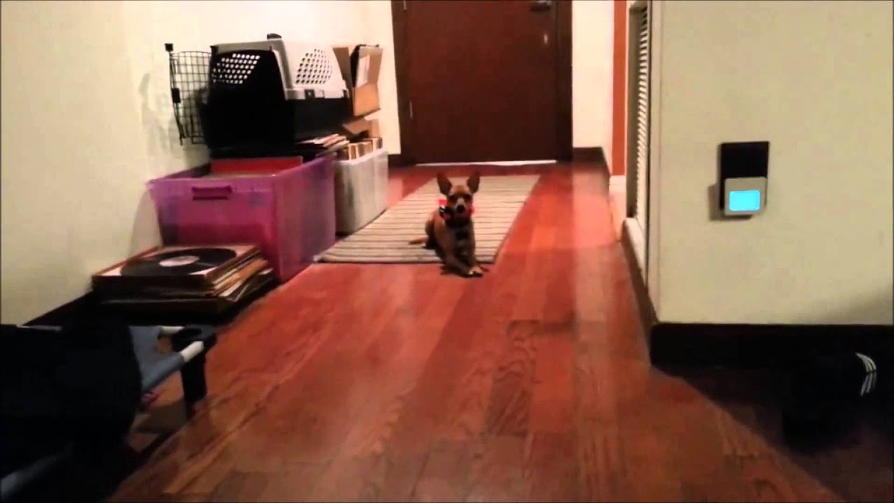 Min Pin Obedience On & Off Leash E-Collar Training- Take the Lead K9 Training