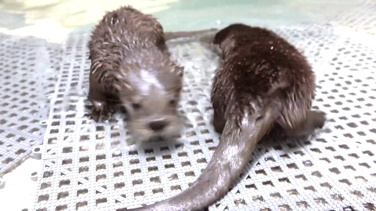 River Otter Pups Practice Swimming