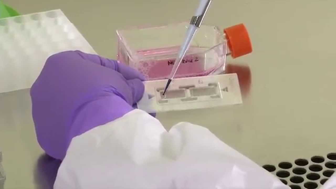 Invivogen Plasmo Test Instructional Video