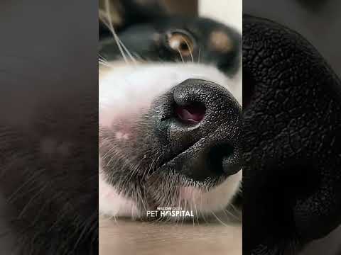 Dogs' nose prints #shorts