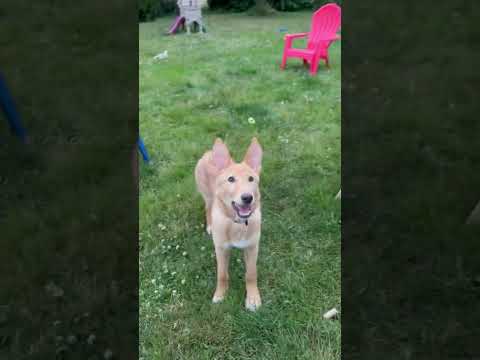 Video of adoptable pet named Sprinkle