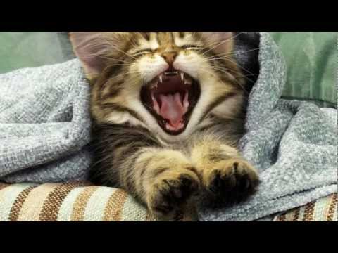 The Cure The Love Cats
