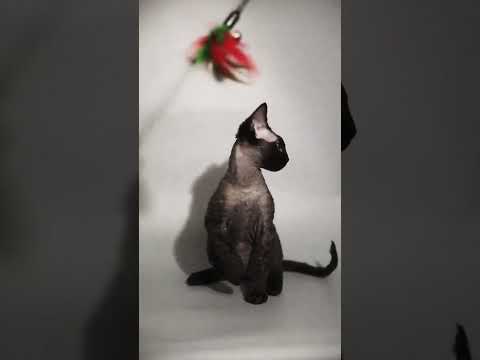 Devon Rex Kittens For Sale #devonrexcat #devonrex #devonrexkittens #kittensforsale #kittens