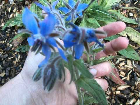 perennial edible flowers borage