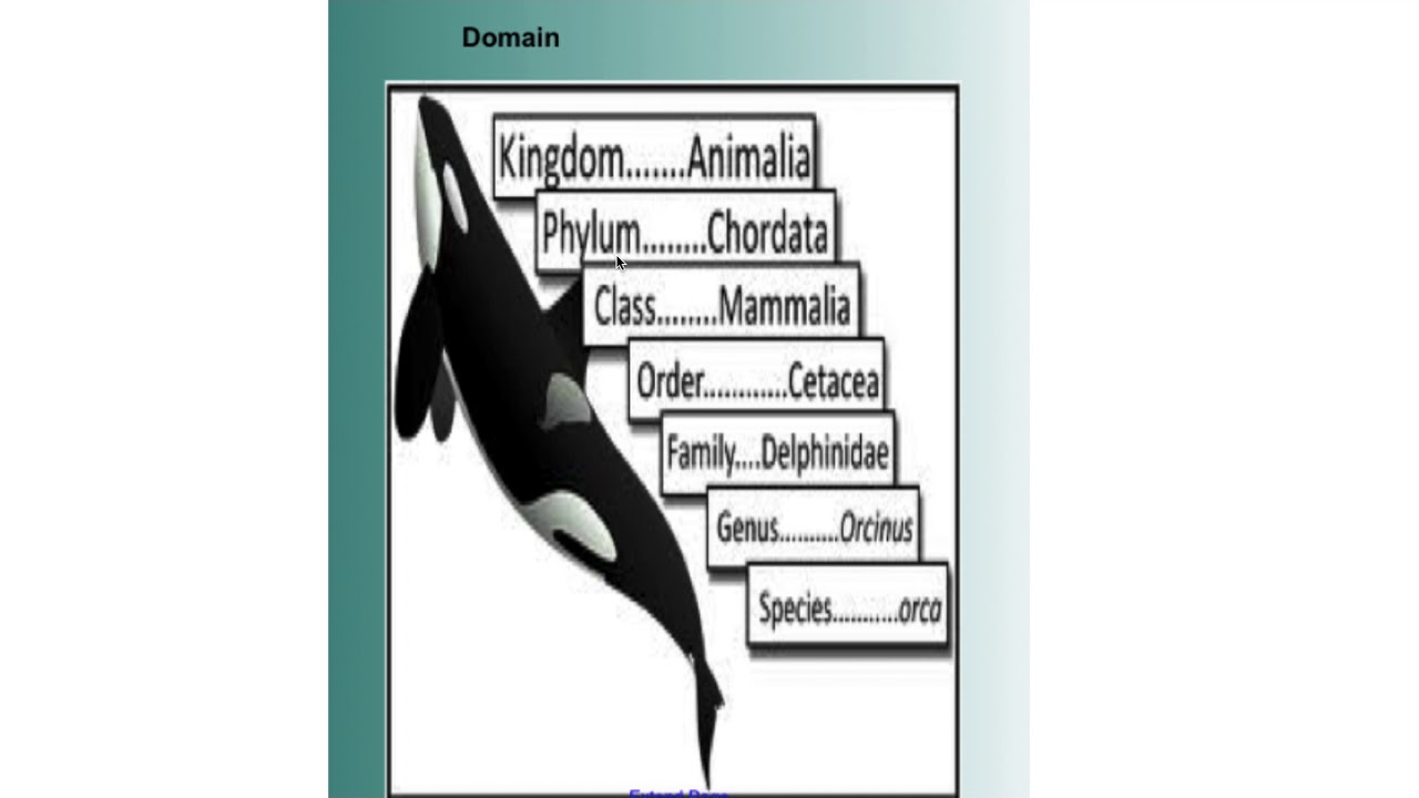18 1 classification explained