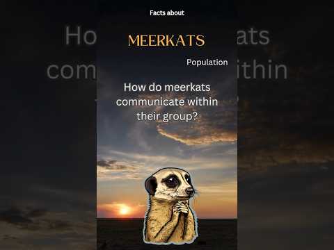 Meerkat Fact 20 - How do meerkats communicate within their group?