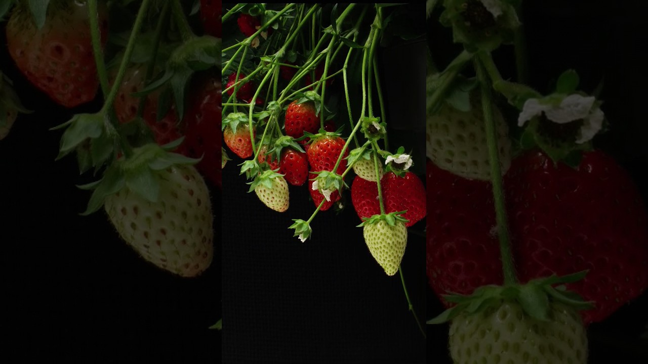 Here's how STRAWBERRIES grow Time Lapse