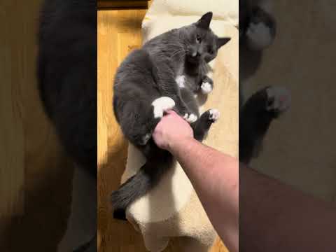 Tricks, die Katzen anwenden, um deinen Respekt zu testen! Teil 1 CatInfo #cat #catsofyoutube #katze