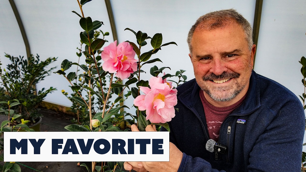 All About Camellias at Cam Too Nursery