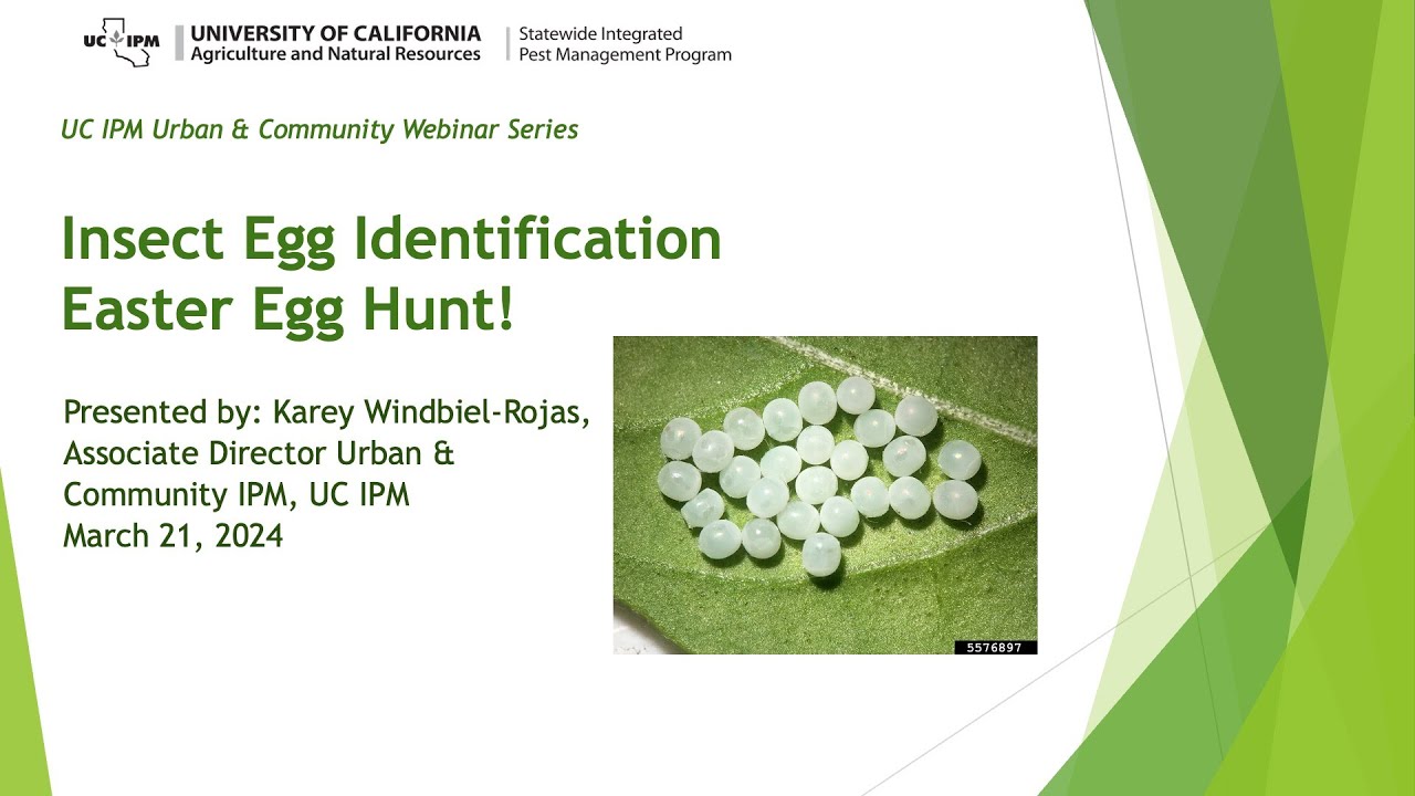 Insect Egg Identification Easter Egg Hunt!