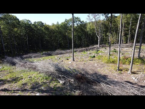 Slash Wall: Cutting edge forestry practice comes to Rhode Island