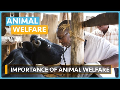 Animal Welfare ( Lesson 2) - Importance of Animal Welfare