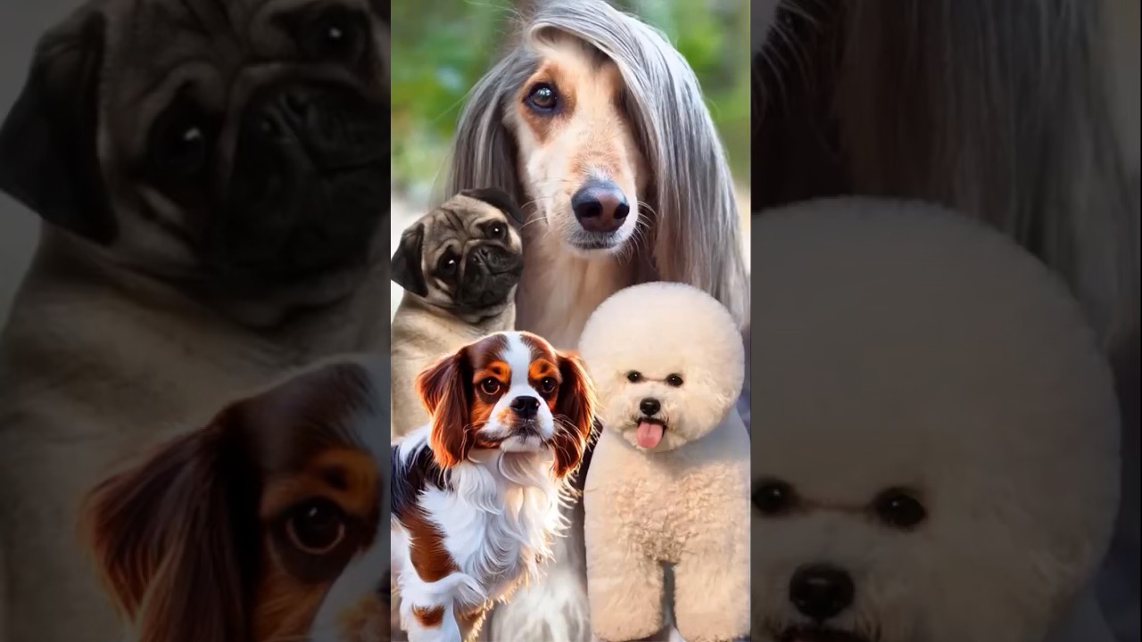 Top 10 Calmest Dog Breeds You Need To Know | 2024 #dog #Calm #dogbreeds