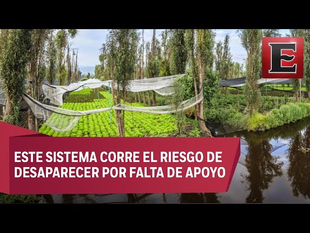 Qué son las chinampas y qué alimentos se producen en ellas