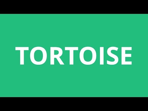 How To Pronounce Tortoise - Pronunciation Academy