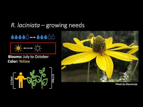 Rudbeckia laciniata