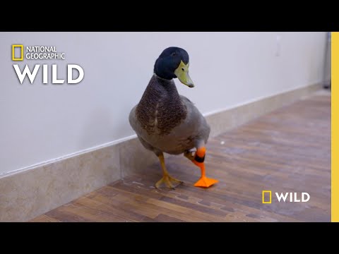 Waddles the Duck gets a prosthetic leg – Why Evolution Is True