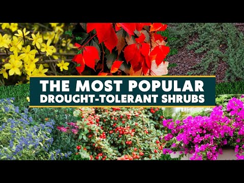 The 7 Most Popular Drought-Tolerant Shrubs π»ππ
