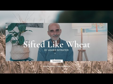 Sifted Like Wheat | Asher Intrater