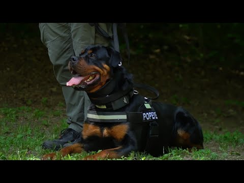 Vicious Rottweiler Defence Training - Rottweiler Popeye