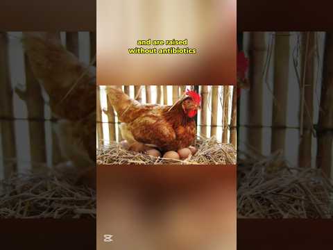 Did you know this about egg label ?Egg label exposed.