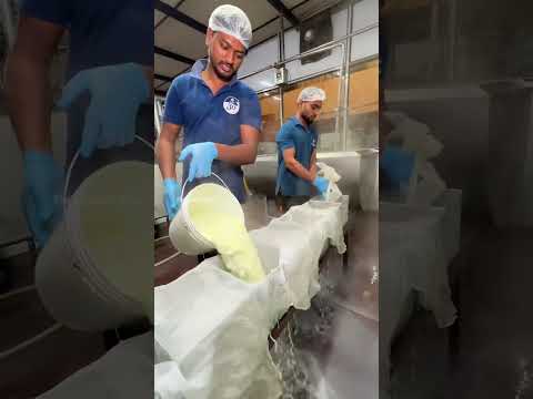 500 kg. Bulk Paneer Making😍